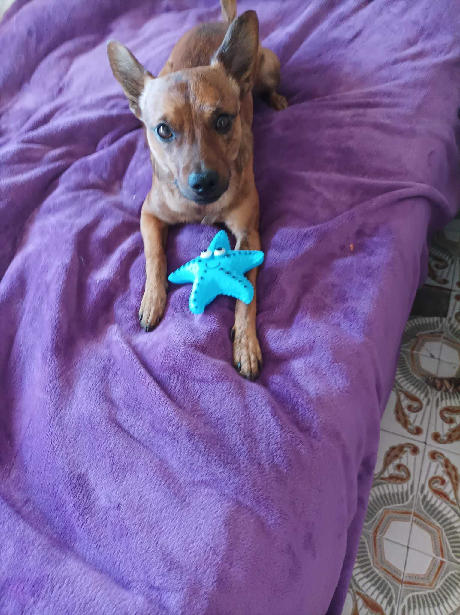 Woman rescues baby animal from trash bin just in time — raises him to ...