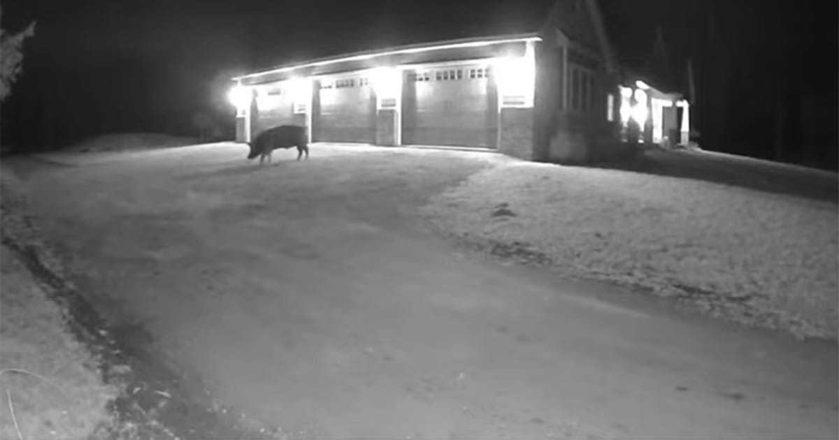 Family discovers 450-pound pig in their yard — uses Oreos to help him ...