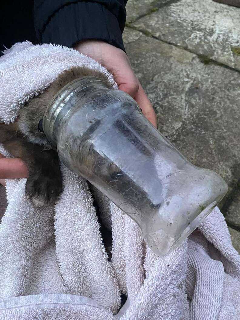 Rescuers Jump To Save Fluffy Baby With Head Stuck In A Plastic Jar